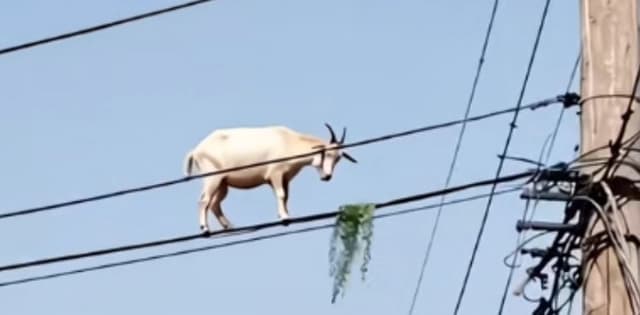 Viral video of goat on powerlines- ai made or real