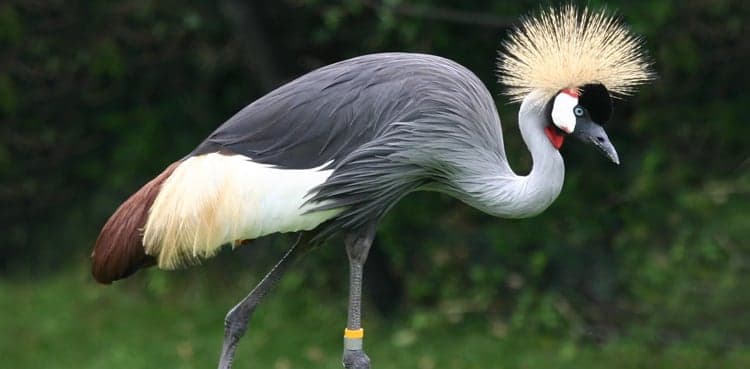 Viral - East African Crowned Crane Escapes Cougar Mountain Zoo