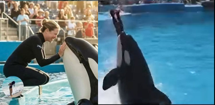 Orca trainer Jessica Radcliffe whale attack video goes viral with a rumour